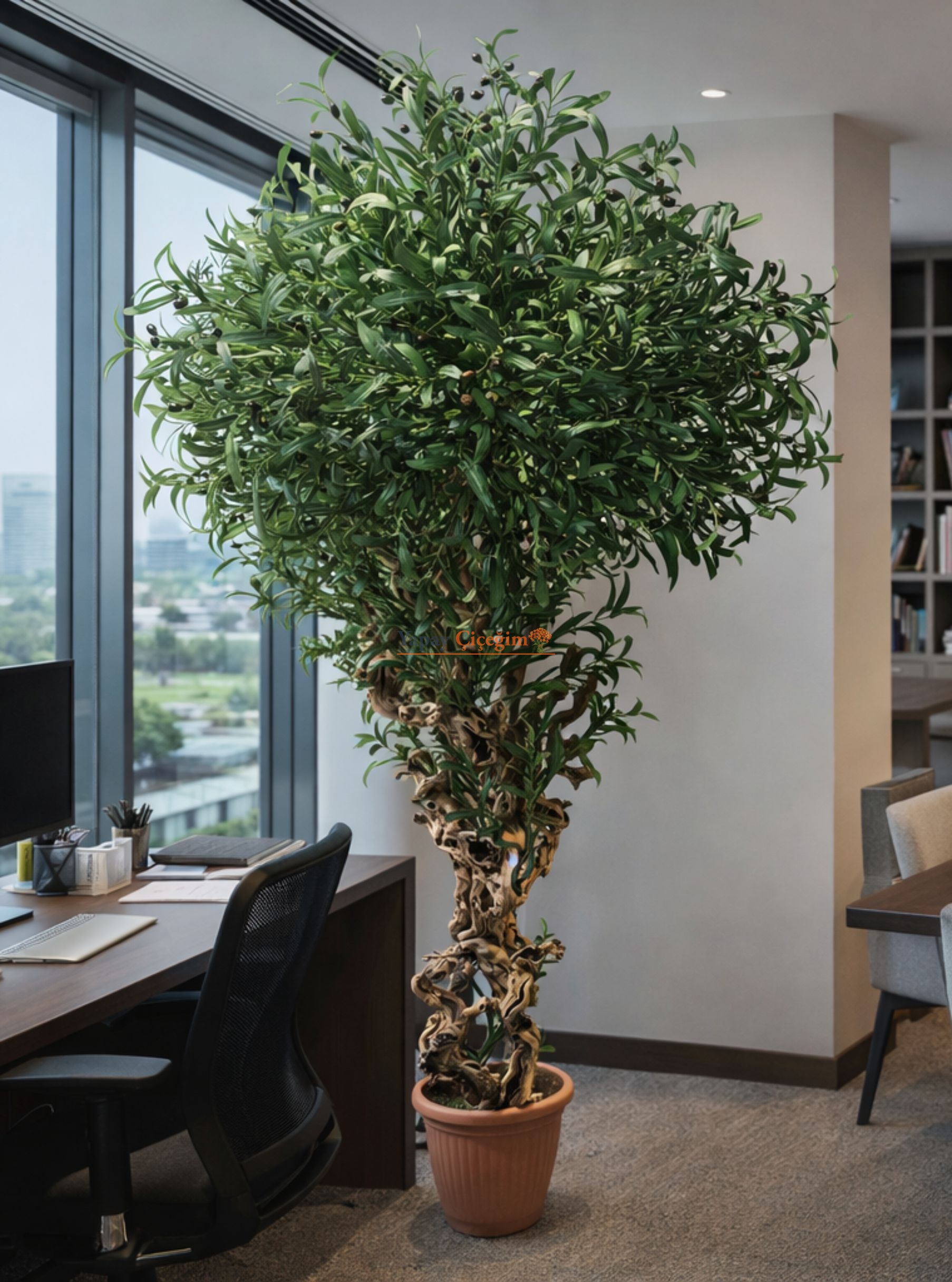 Bonzai Gövdeli Zeytin Ağacı