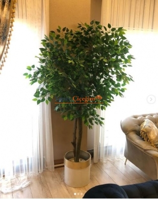 Yapay Benjamin Ağacı Çeşitleri ve Fiyatları