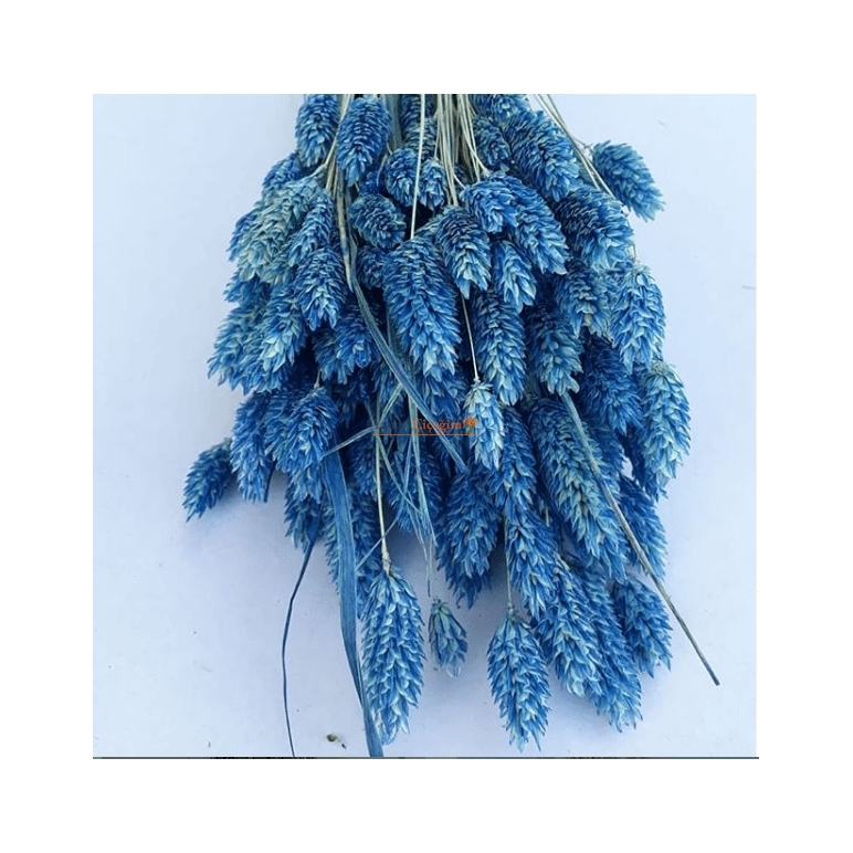 Mavi Kuş Otu - Kuru Çiçek | Yapay Çiçeğim